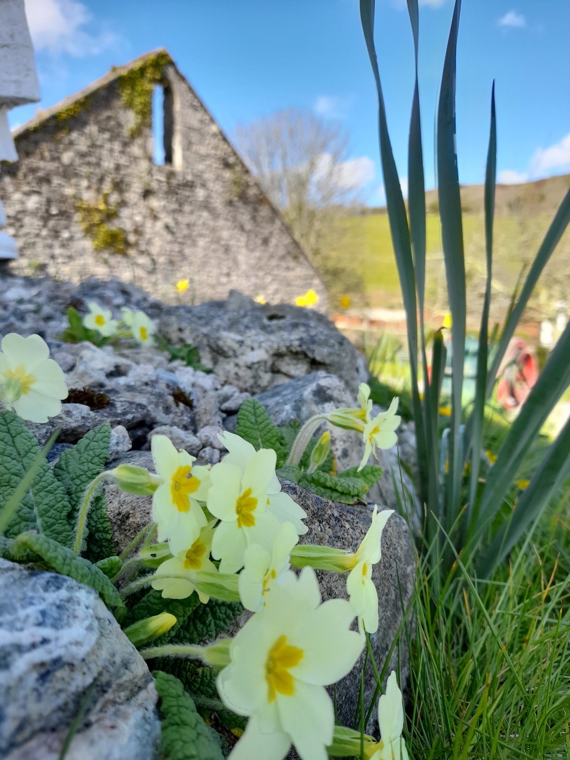 Spring Flower Trail — Cornwall 365 What's On