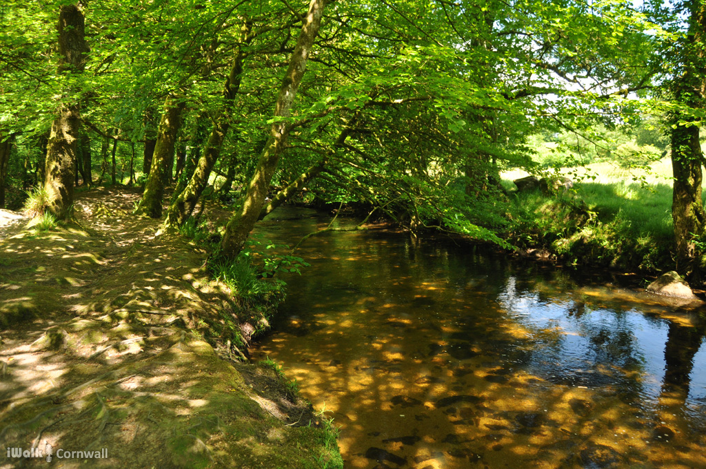 Walk of the Month: Golitha Falls and Siblyback Lake — Cornwall 365 What ...