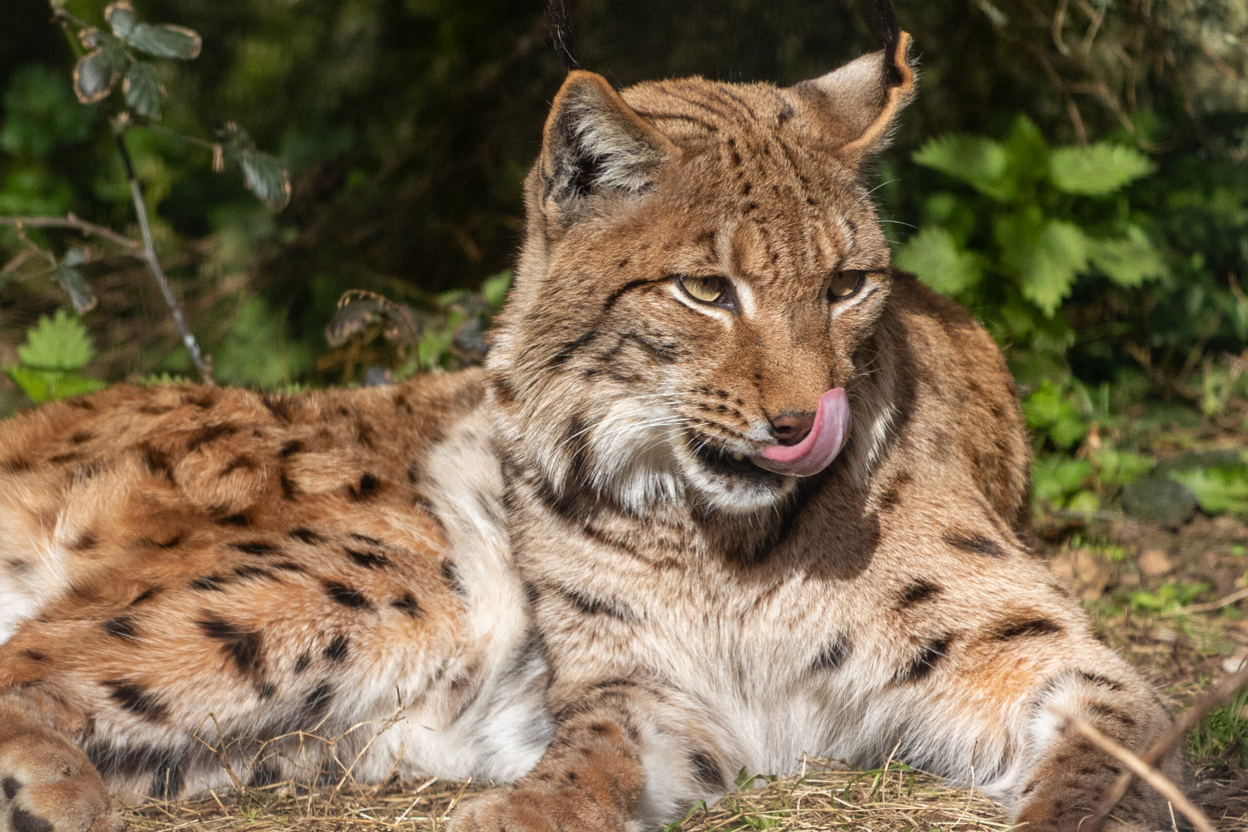 Explore the world in a day at Newquay Zoo — Cornwall 365 What's On