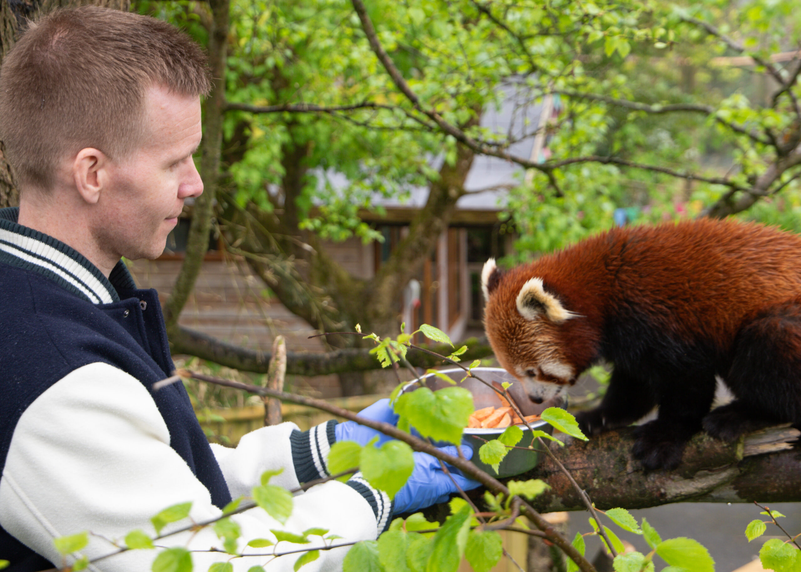 Red Panda Experience — Cornwall 365 What's On