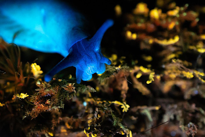 Biofluorescent Night Walk — Cornwall 365 What's On